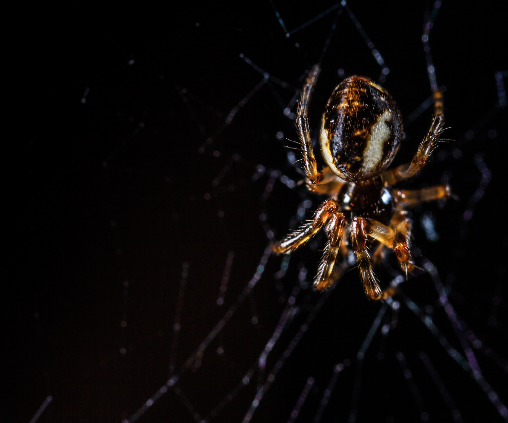 Spiders - Newton - Pest Control